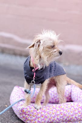 dog sweater sewing pattern and cute puppy pictures! - see kate sew