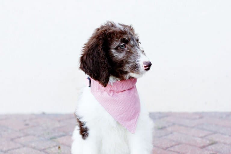 Dog Sewing Patterns - see kate sew