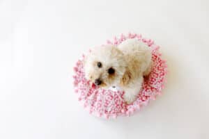 DIY Dog Bed Pattern Small to Large - see kate sew