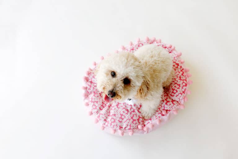 DIY Dog Bed Pattern Small to Large - see kate sew