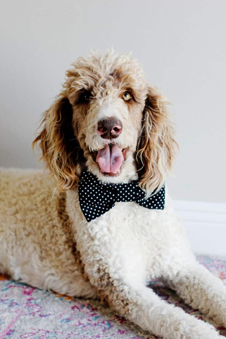 how to make diy dog collar bows - see kate sew