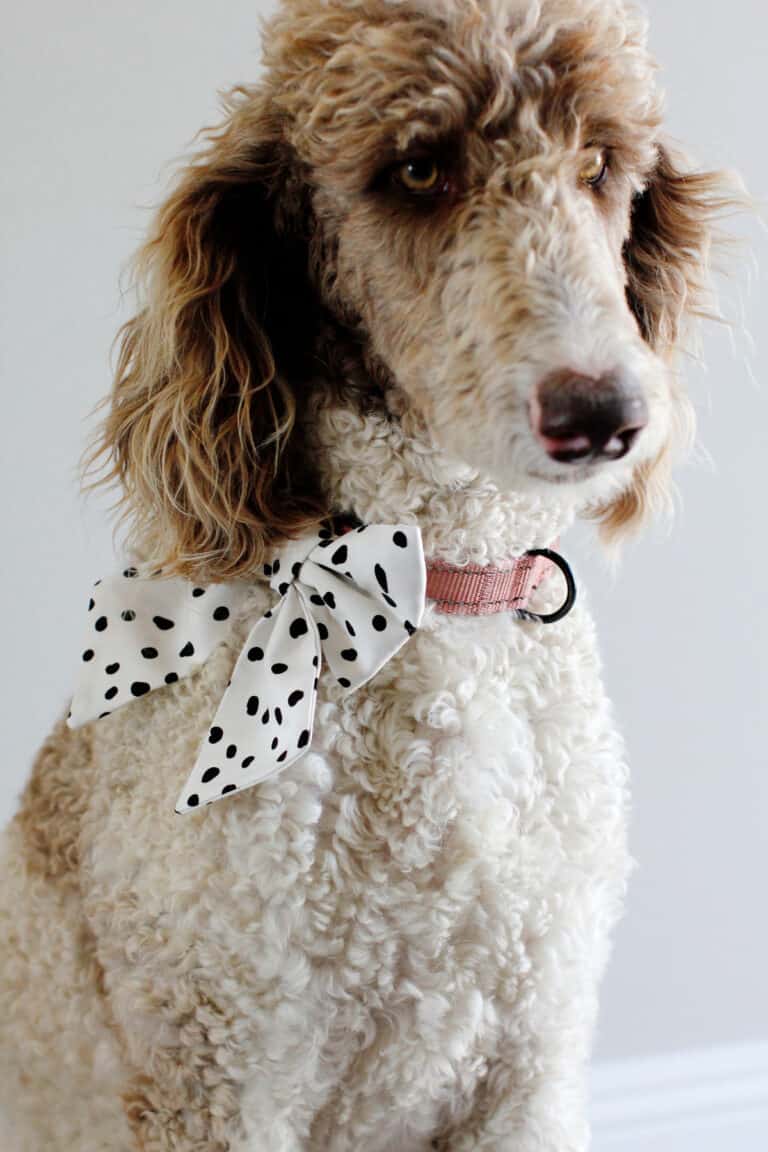 how to make diy dog collar bows - see kate sew