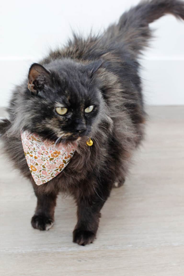 Cat Bandana Sewing Pattern - see kate sew